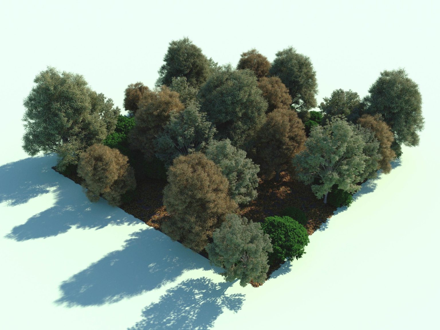 Une mini-forêt - Technique Miyawaki - AVENIR PERMACULTURE